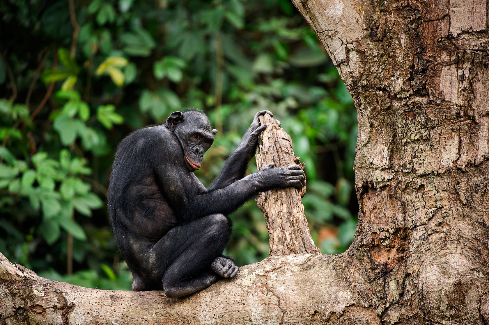 Greater than Ourselves: How Bonobos in Des Moines and a Medical Clinic ...