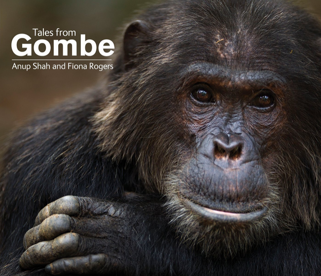 Book Review: Tales from Gombe - TheHumanist.com