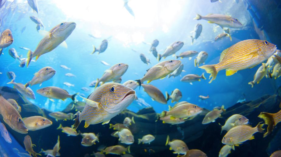 Fish Are Food and Friends—US Sustainable Fisheries and Ocean Health ...