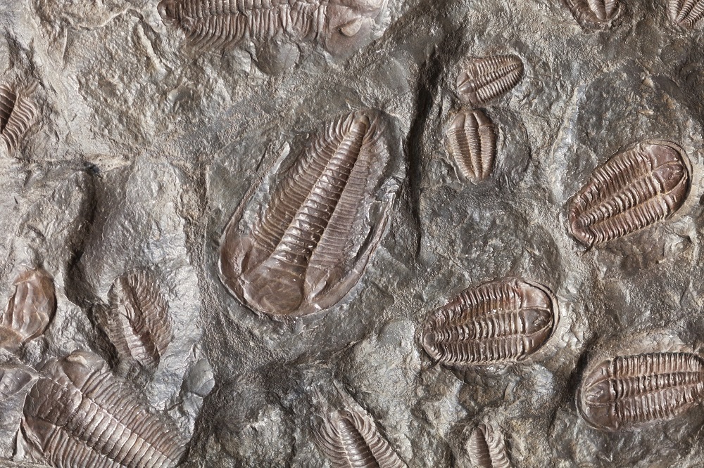 2022 Connecticut Darwin Day: Ocean Fossils Reveal Secret to Mass ...